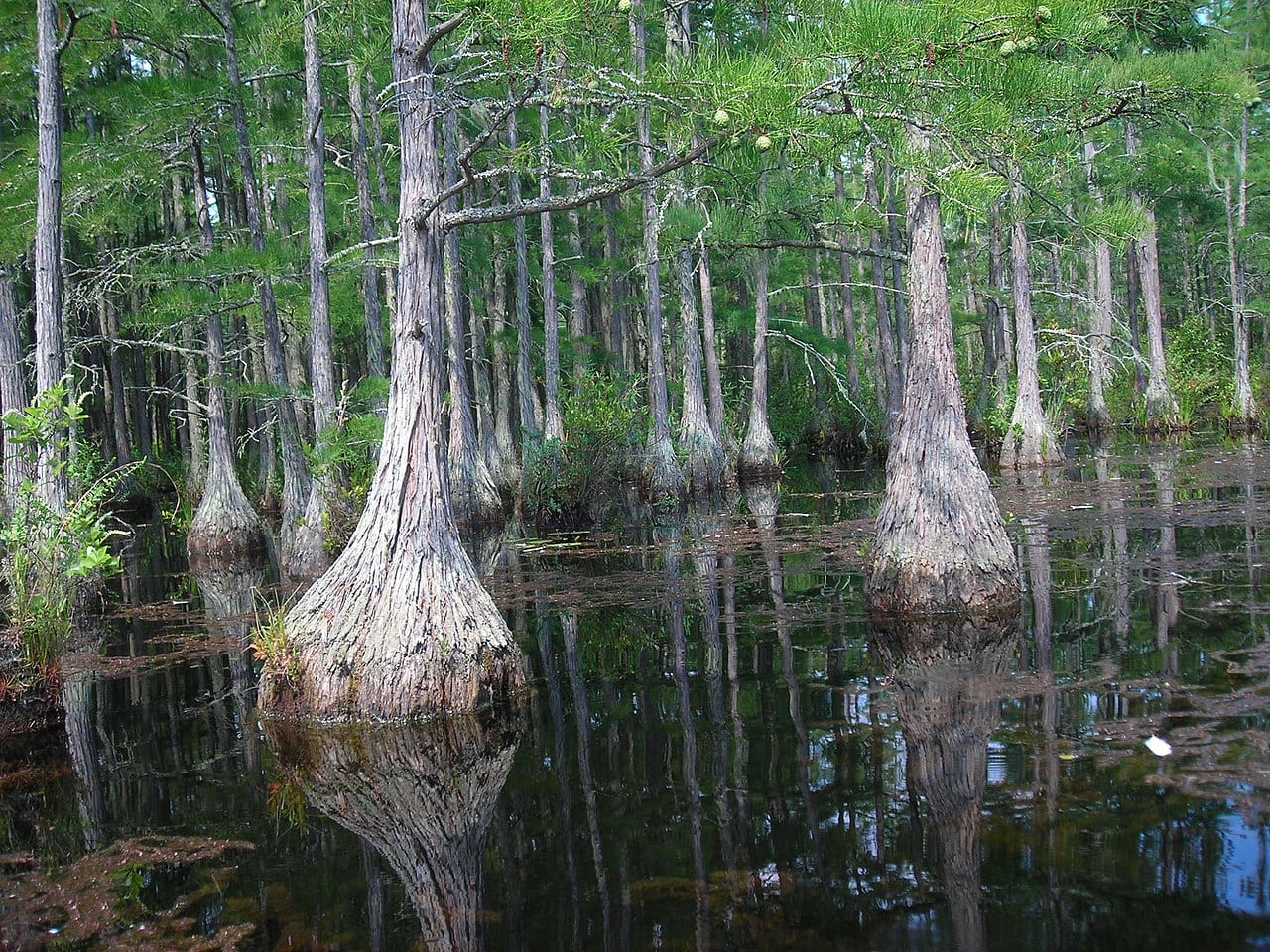 Explore 47 South Carolina State Parks: Nature's Best Escapes